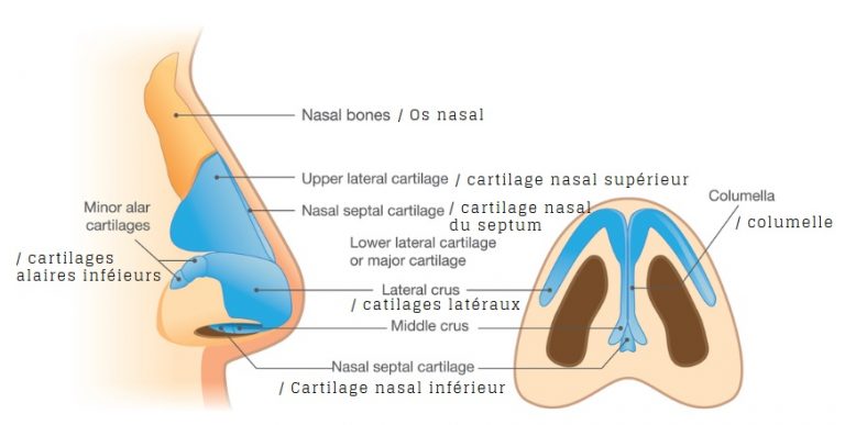 anatomie-du-nez-anglais-fr - Actualités